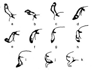 Mouvements de la queue et communication visuelle